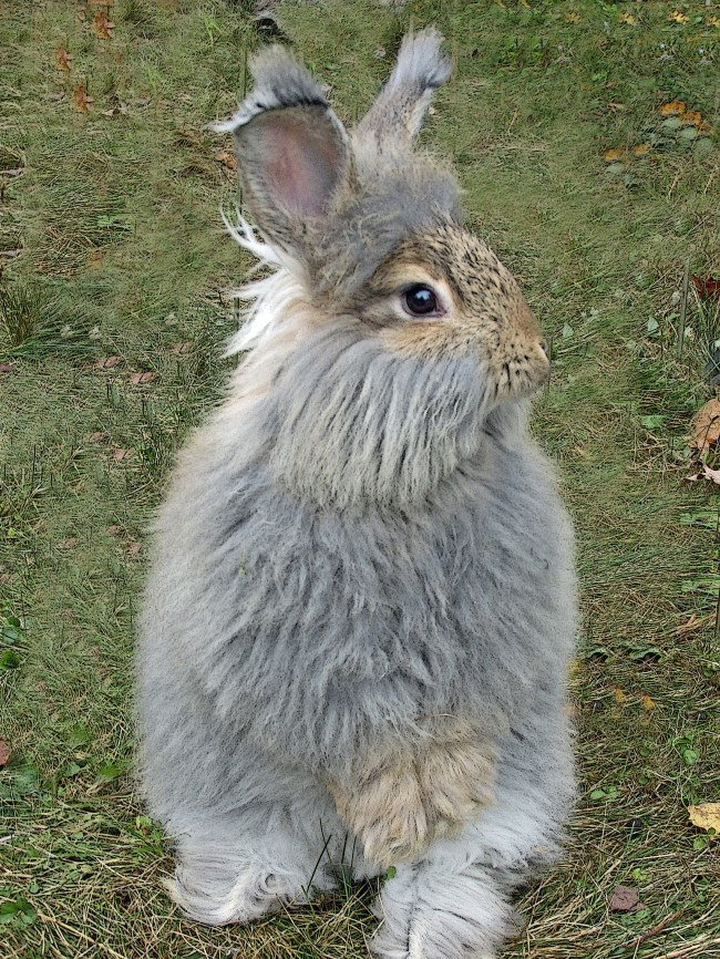 Angora Rabbit Spinning, Wool Arts Tour, part 2 – Two Different Girls