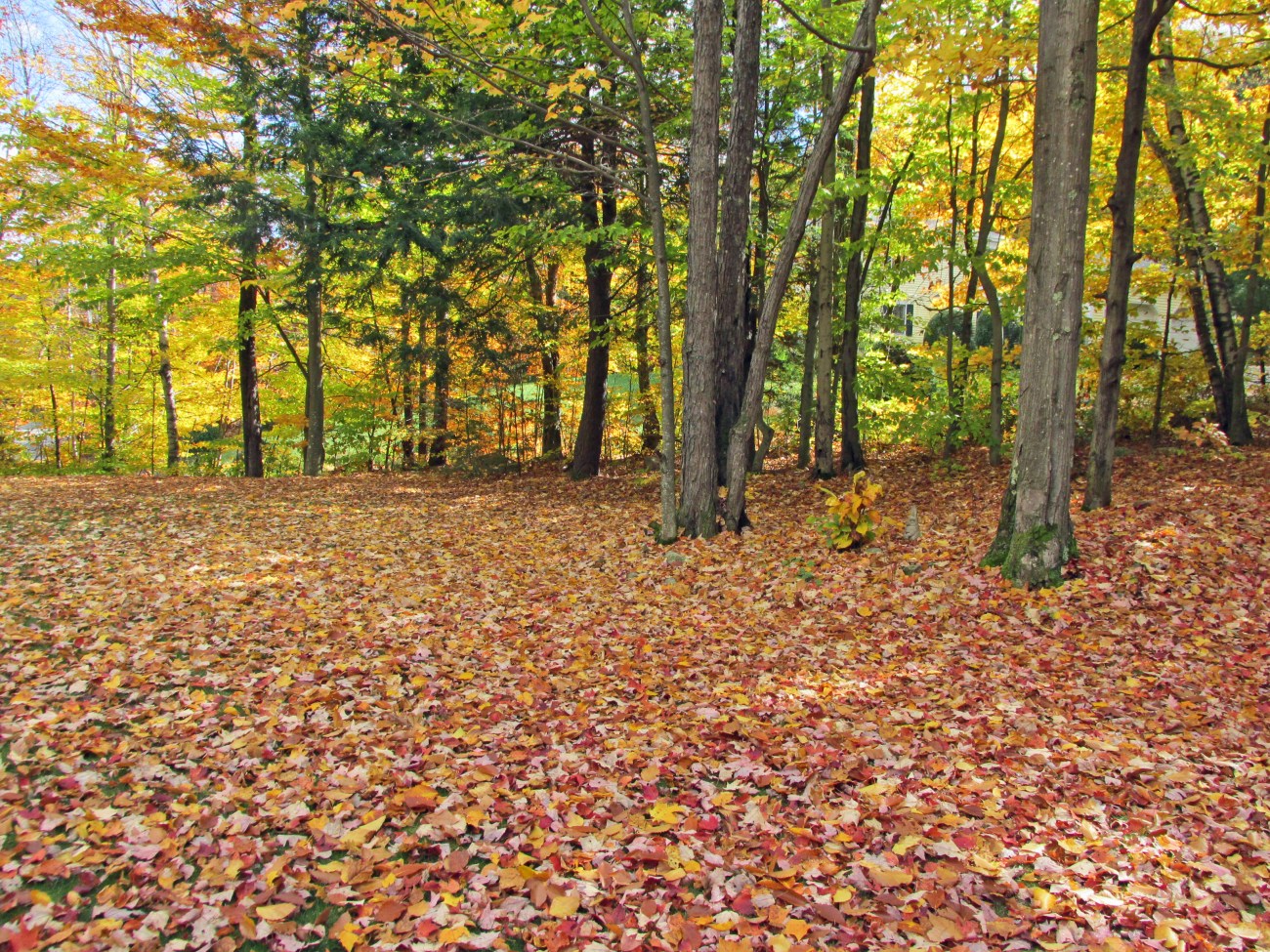 Too many leaves! We want to leaf them behind. – Two Different Girls